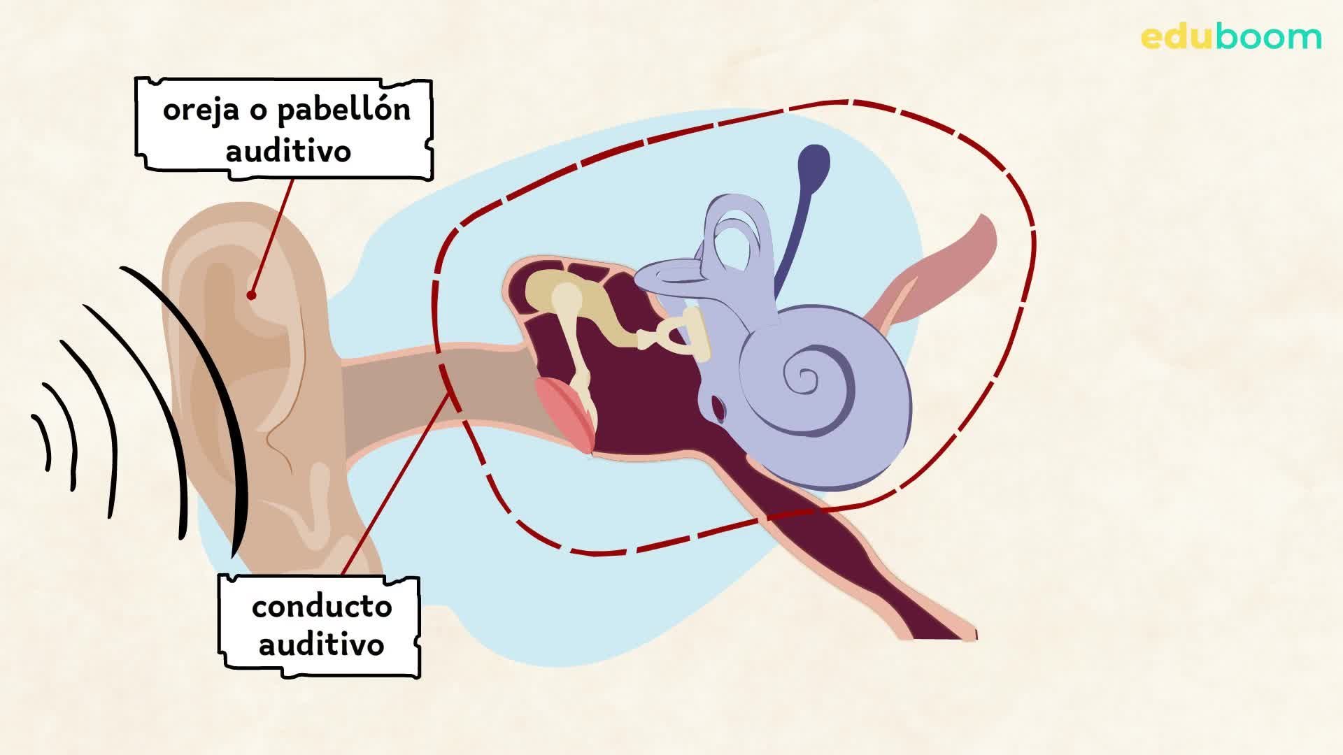 La vista y el oído. Ciencias de la naturaleza 4 primaria