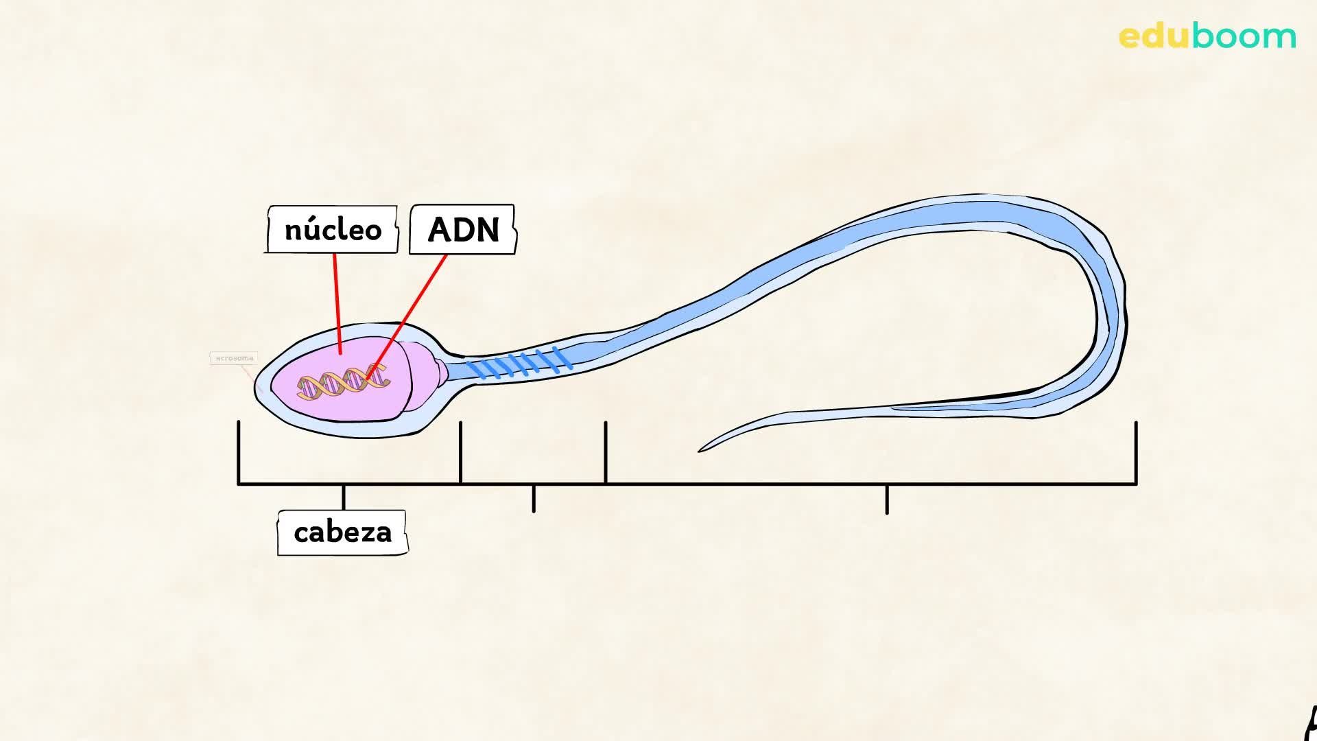 El aparato reproductor masculino. Biologia 3 secundaria