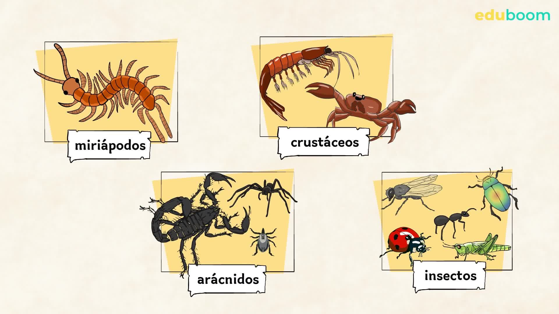 Crustaceos Invertebrados