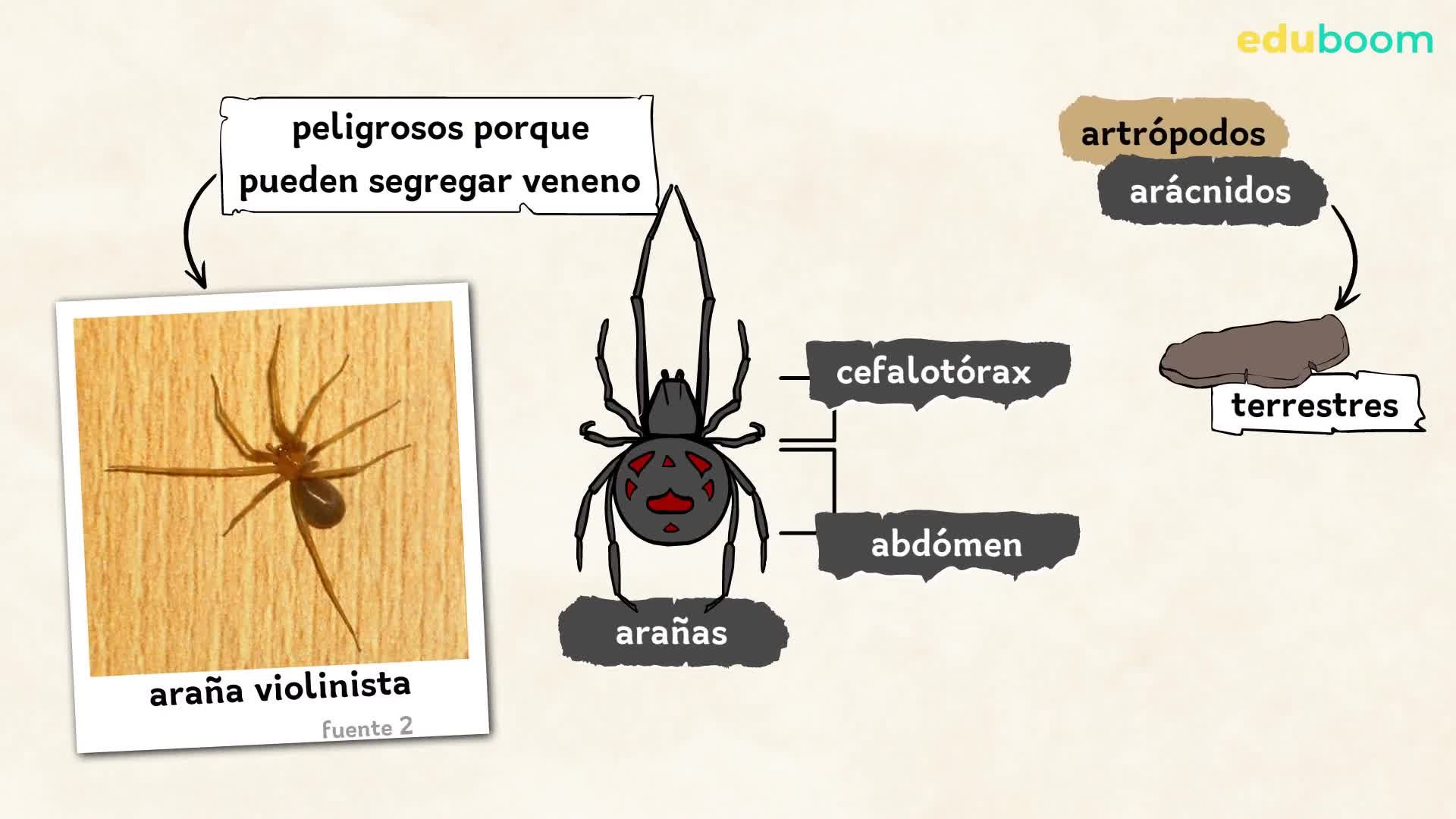 Los invertebrados. Parte 3. Biologia 1 secundaria