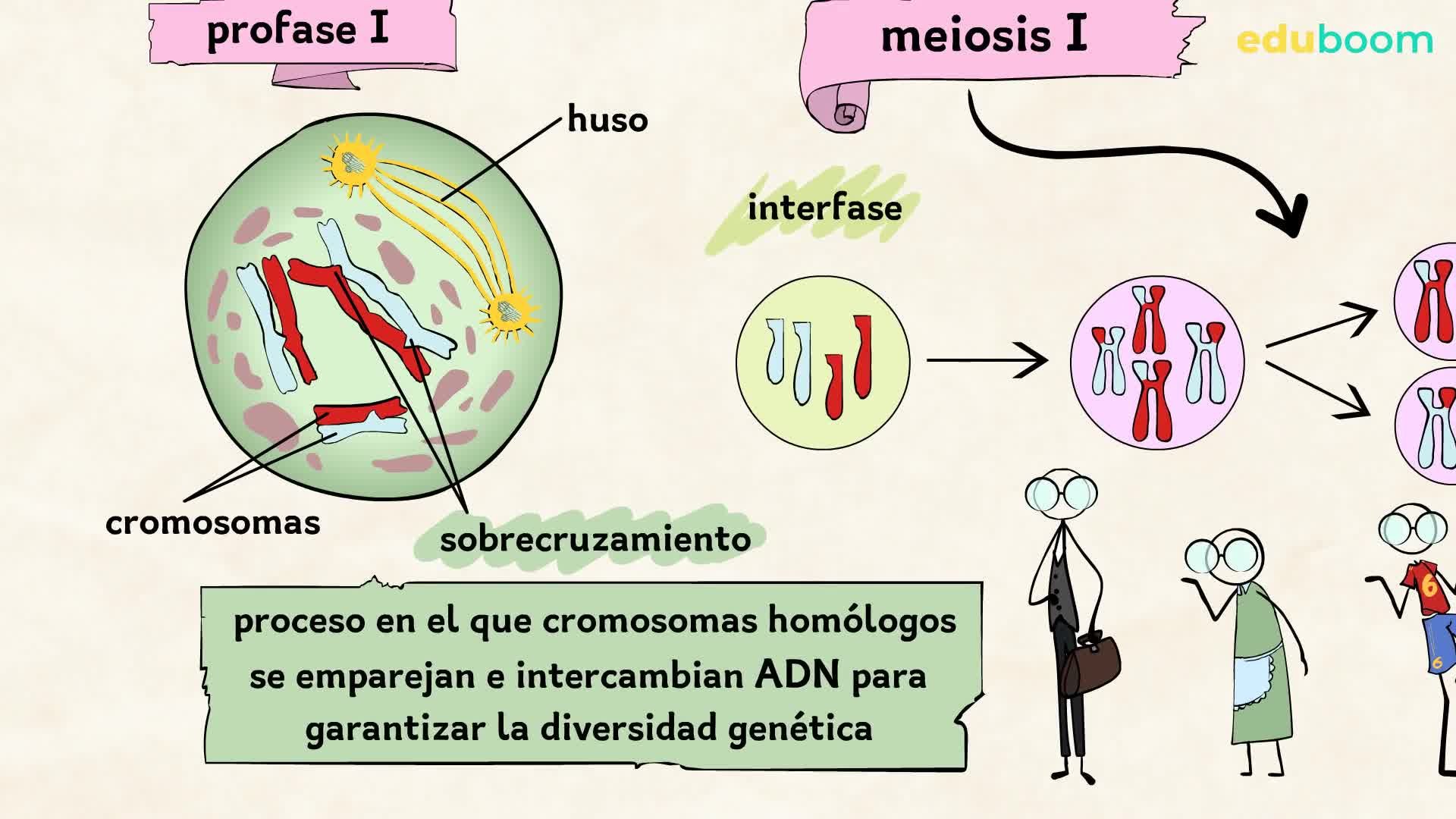 Profase De La Meiosis