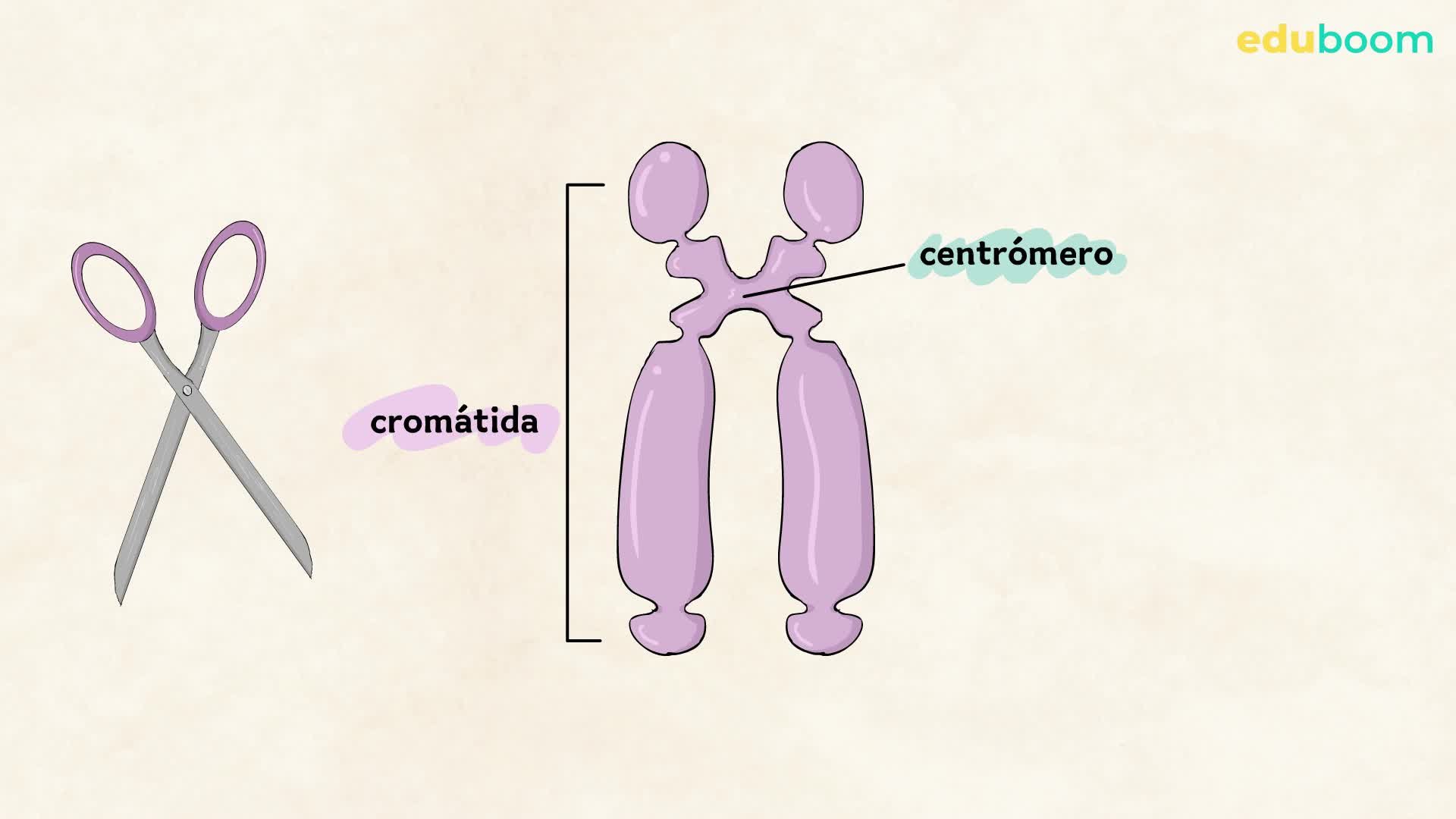 Los cromosomas. Biologia 4 secundaria