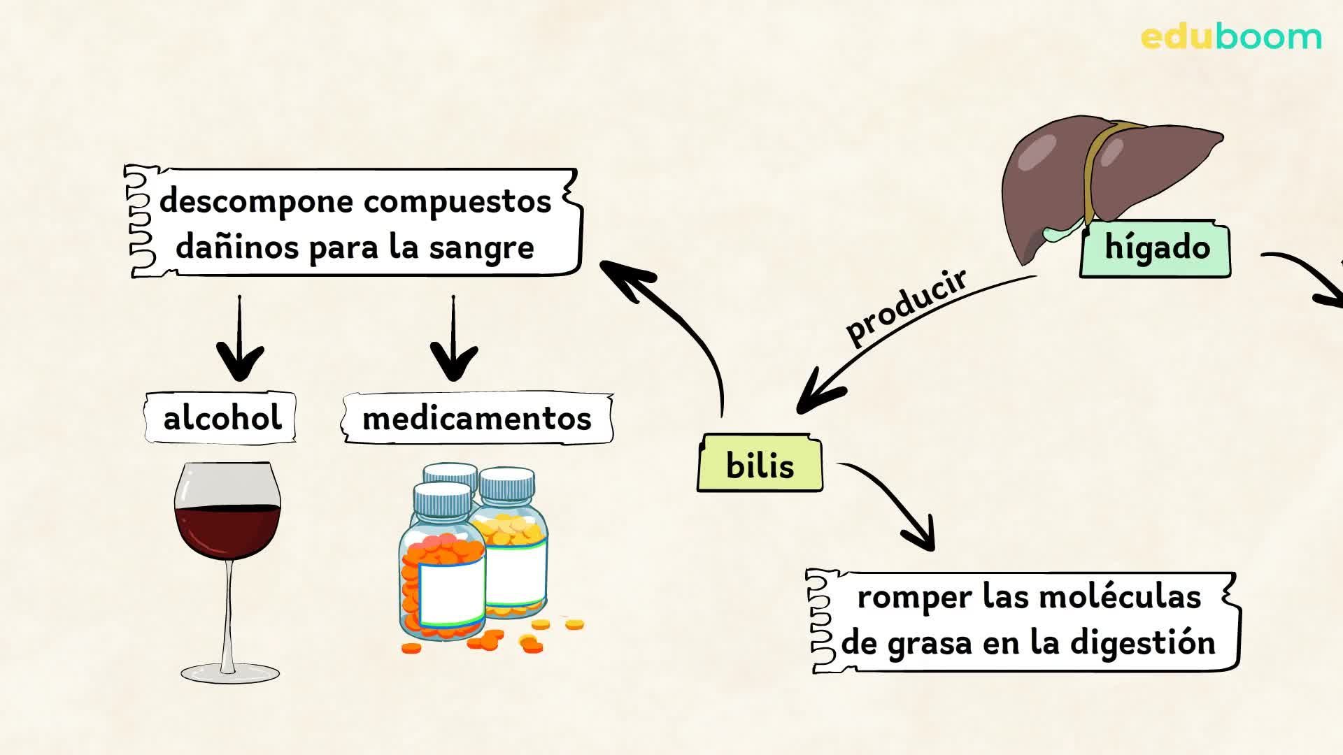 La excreción. Ciencias de la naturaleza 6 primaria