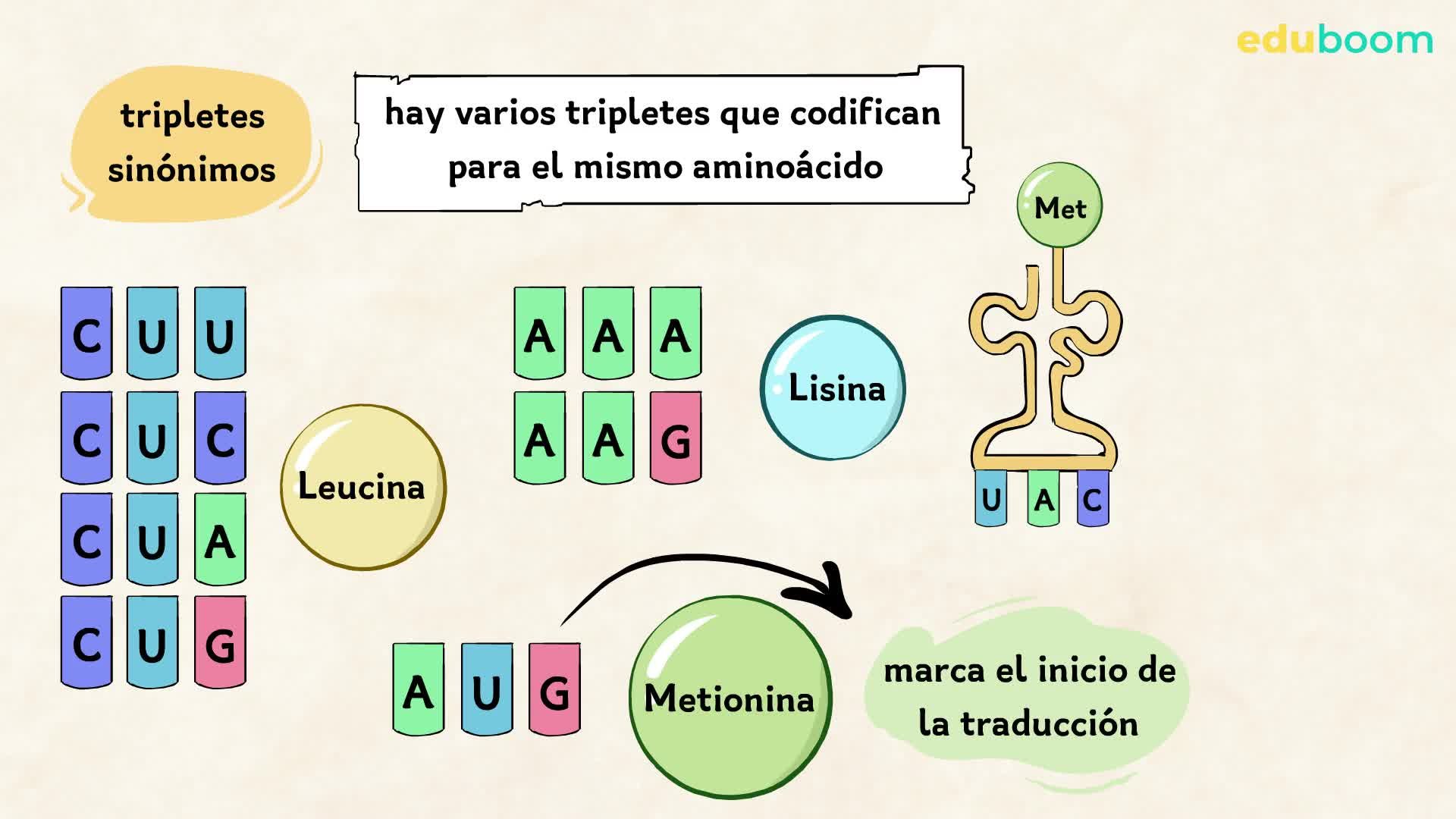 Los genes y el código genético. Biologia 4 secundaria